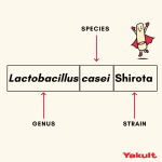 Probiotics and Fermented Foods, Are They the Same Thing? - Yakult Australia